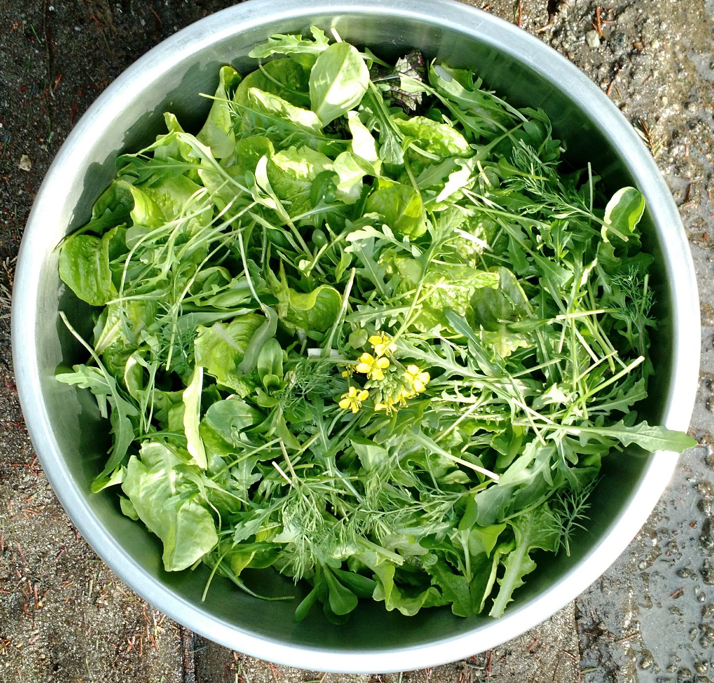 Local Salad Mix | DICOCOA'S 125 Main Street Bethel, Maine